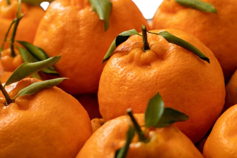 The Ponkan Tangerine Tree - Minneopa Orchards