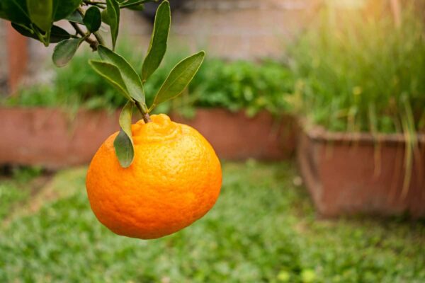The Ponkan Tangerine Tree - Minneopa Orchards