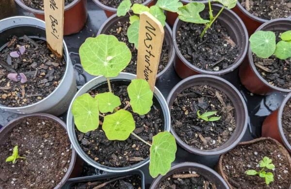 How to Use Seed Starting Plugs - Minneopa Orchards