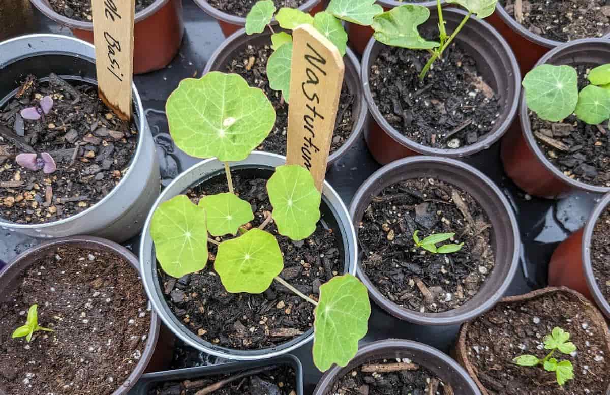 How to Care for Seedlings: Growing Healthy Seedlings - Minneopa Orchards