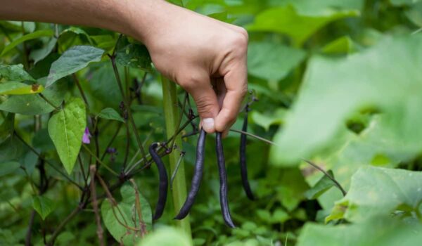All About Royal Burgundy Beans - Minneopa Orchards