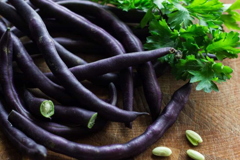 All About Royal Burgundy Beans - Minneopa Orchards