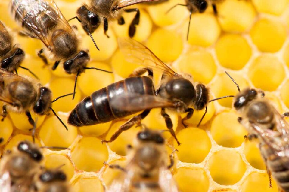 The Amazing Queen Bee: Matriarch of the Hive - Minneopa Orchards