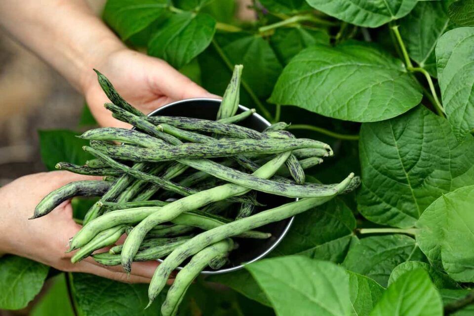 All About Rattlesnake Pole Beans - Minneopa Orchards