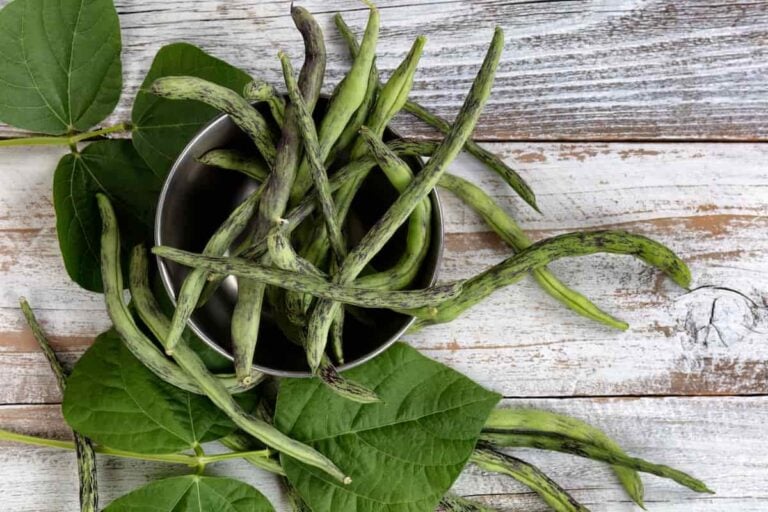 All About Rattlesnake Pole Beans - Minneopa Orchards