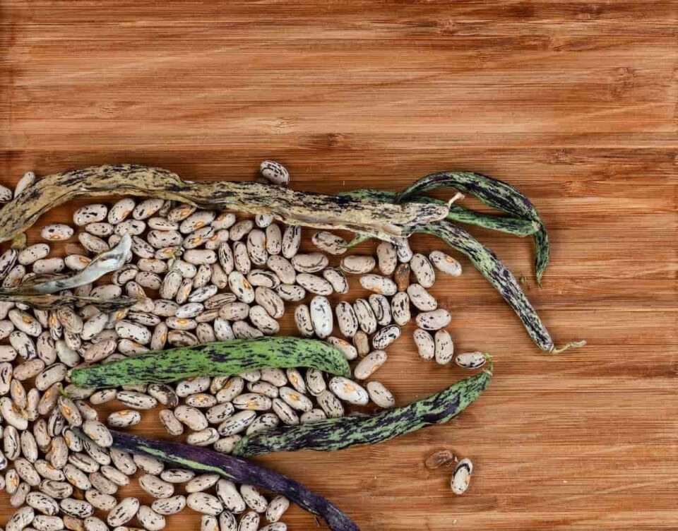 All About Rattlesnake Pole Beans - Minneopa Orchards