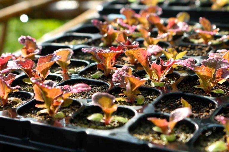 Red Sails Lettuce: How to Plant, Grow, and Eat This Wonderful Leafy ...