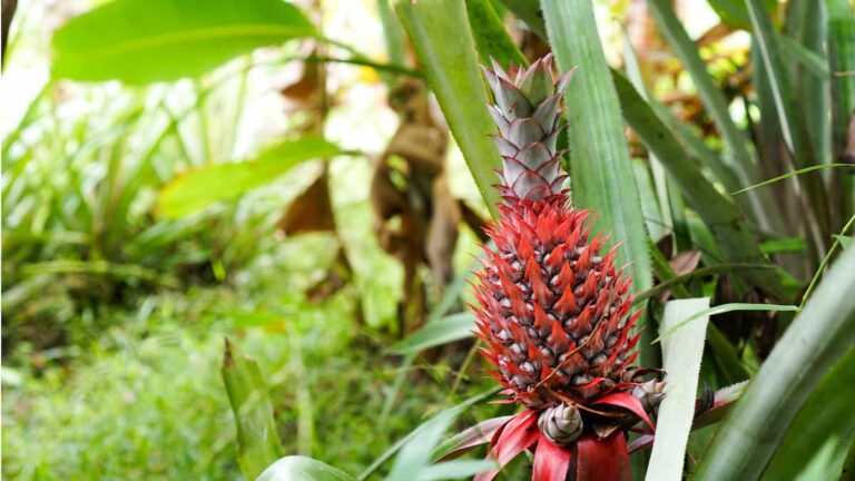 All About the Red Spanish Pineapple - Minneopa Orchards