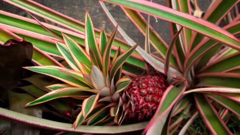 All About the Red Spanish Pineapple - Minneopa Orchards