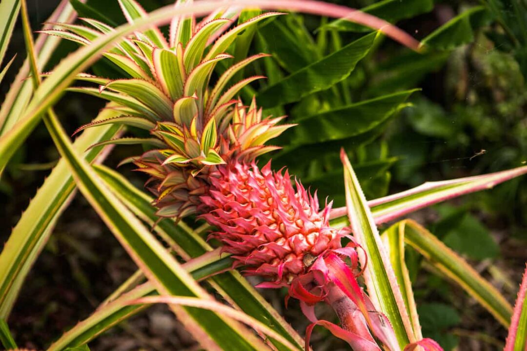 All About the Red Spanish Pineapple - Minneopa Orchards
