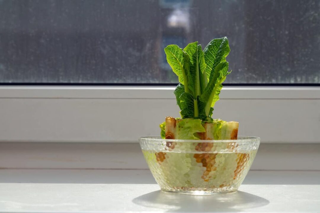 13 Indoor Vegetable Gardening Ideas - Minneopa Orchards