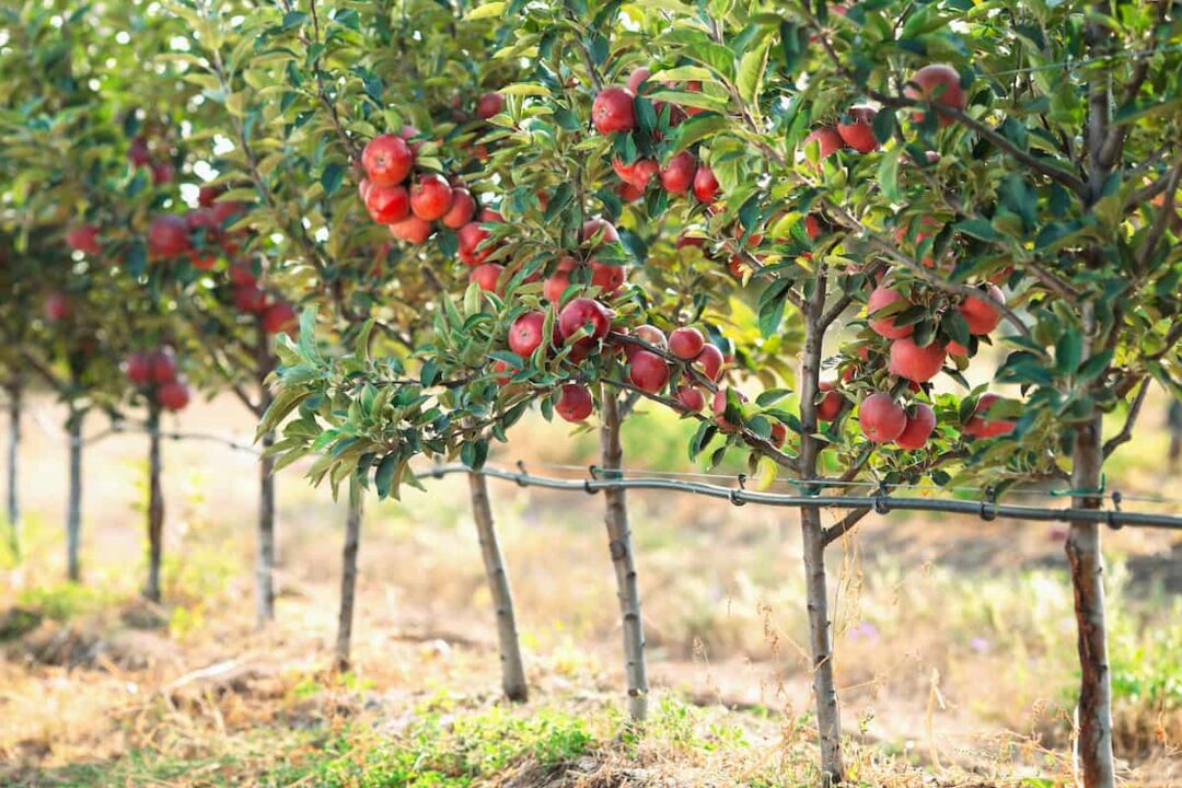 How to Choose the Best Apple Rootstock for Your Tree - Minneopa Orchards