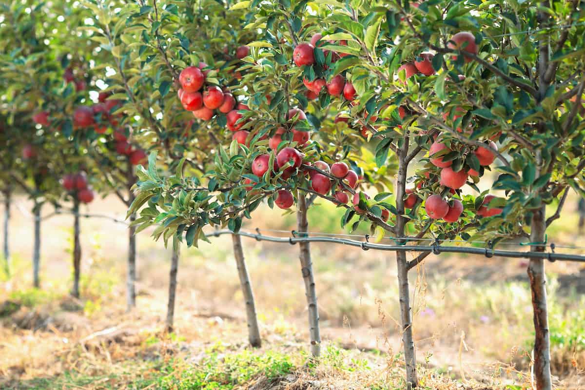 How to Choose the Best Apple Rootstock for Your Tree - Minneopa Orchards