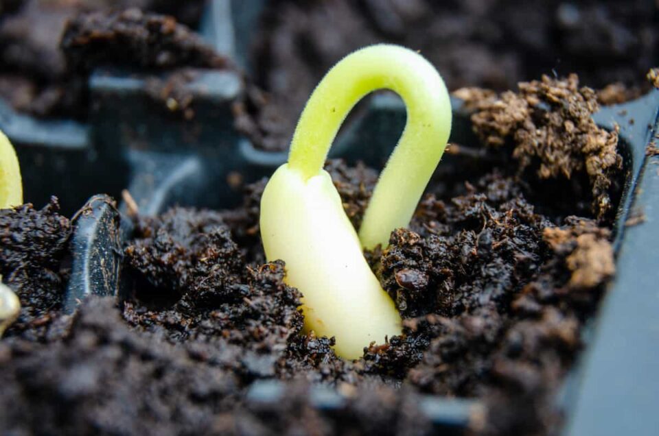 Seedling Soil: Everything You Need to Know - Minneopa Orchards