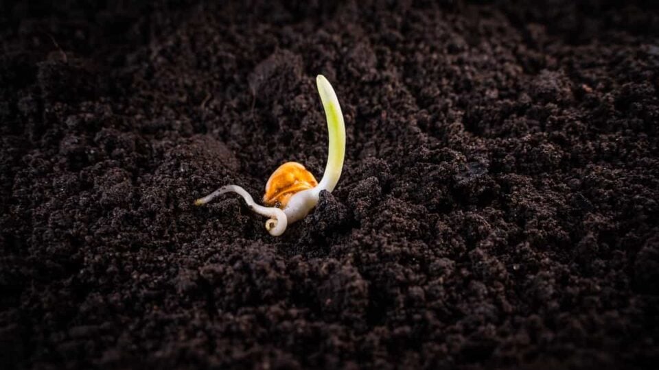 17 Seed Starting Tips to Get You Started Growing - Minneopa Orchards