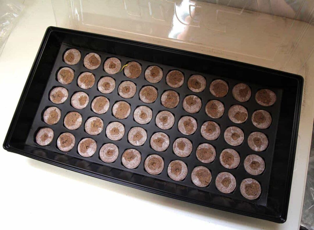 How to Use Seed Starting Plugs - Minneopa Orchards