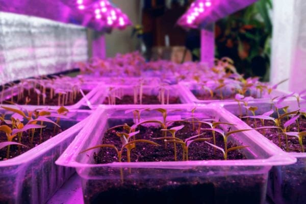 What Color Light is Best for Seedlings? - Minneopa Orchards