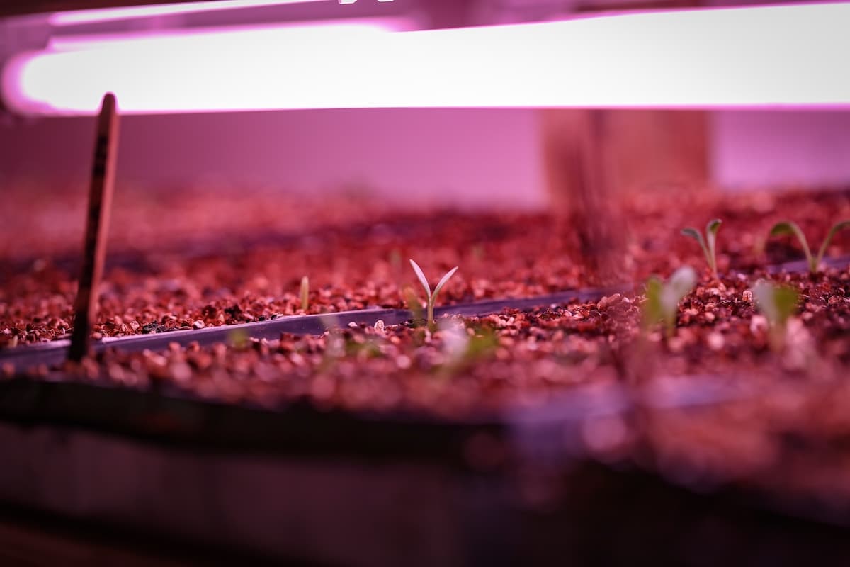 What Color Light is Best for Seedlings? - Minneopa Orchards