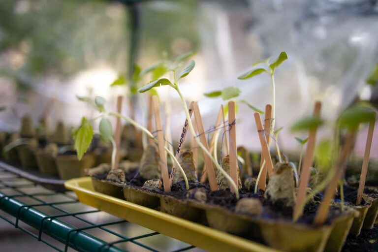 How to Plant Snapdragons - Minneopa Orchards