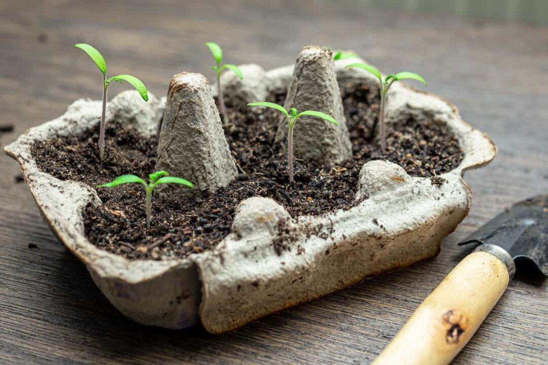 Starting Seeds in Egg Cartons - Minneopa Orchards