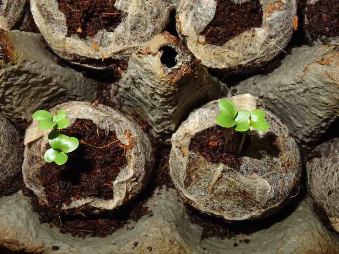 How to Use Seed Starting Plugs - Minneopa Orchards