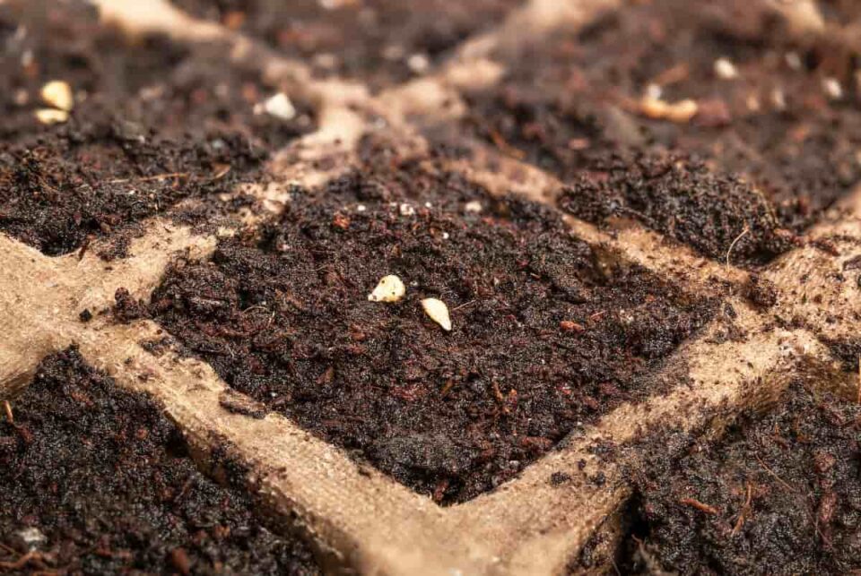 How to Create Organic Seed Starting Mix - Minneopa Orchards