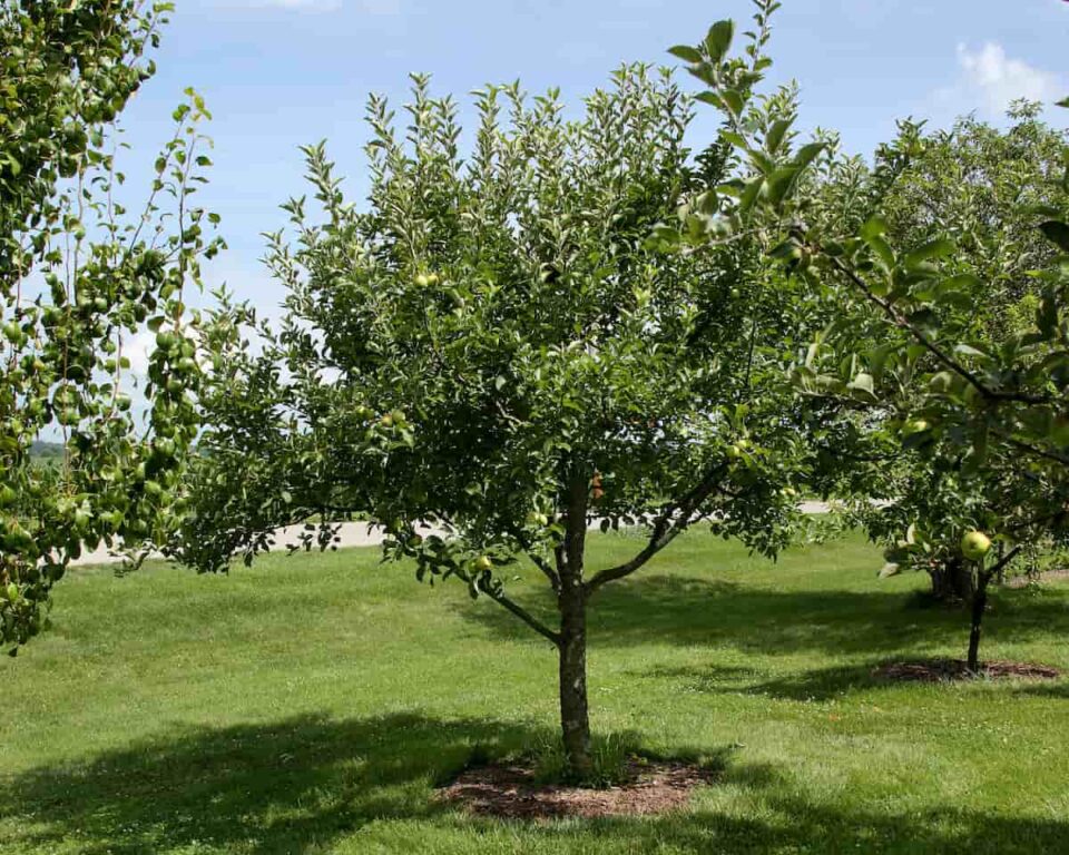 How to Choose the Best Apple Rootstock for Your Tree - Minneopa Orchards