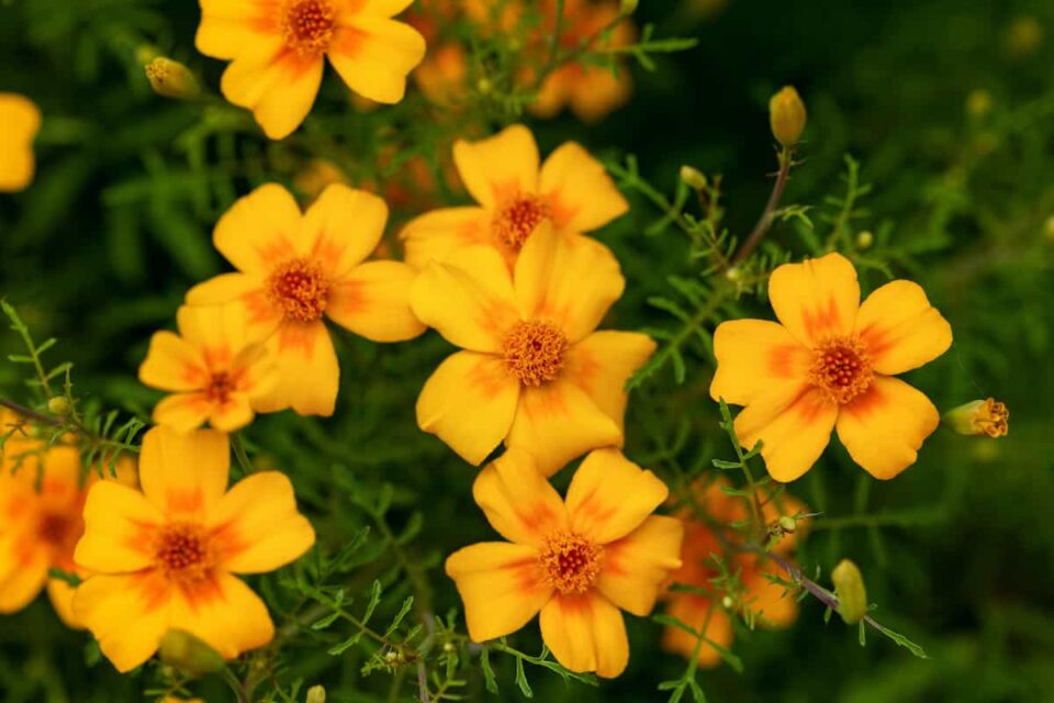How to Plant Marigold - Minneopa Orchards
