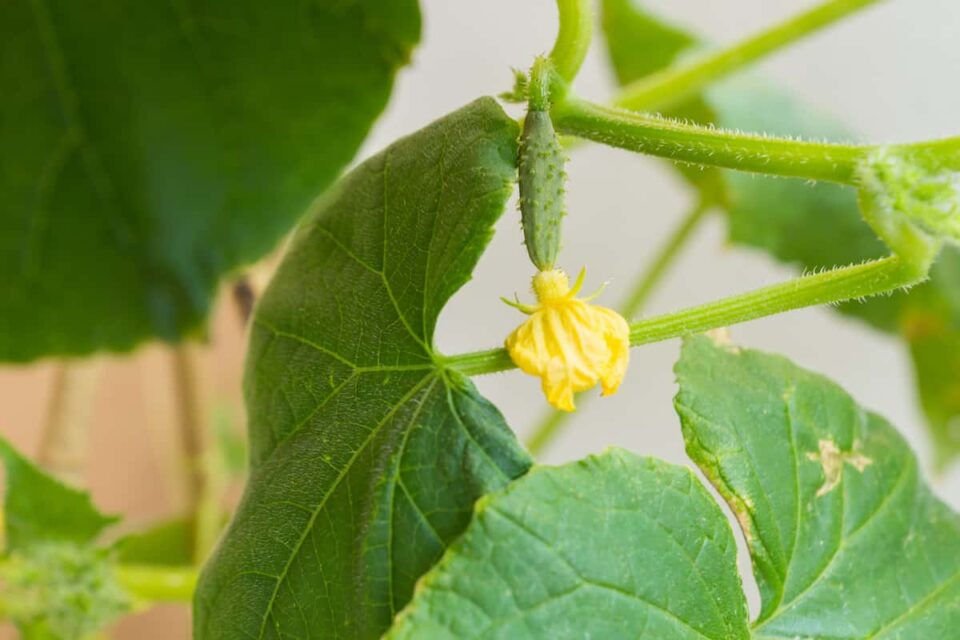 Parisian Cucumbers - Minneopa Orchards