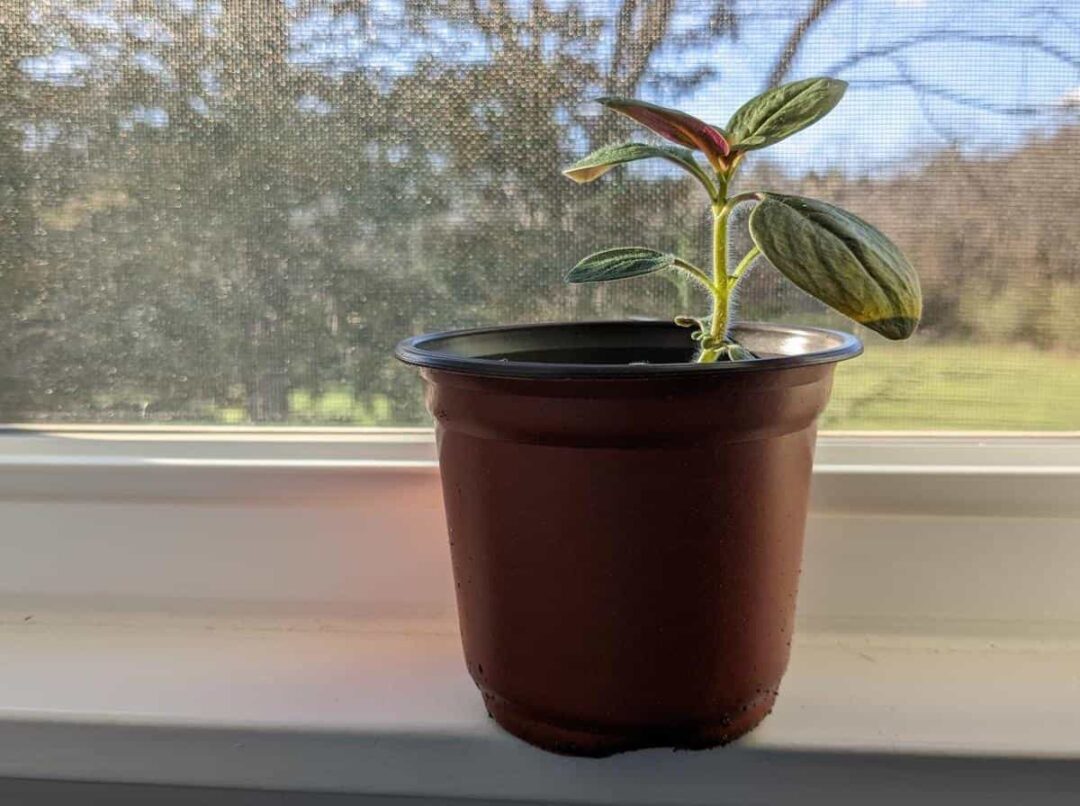 How to Plant Snapdragons - Minneopa Orchards