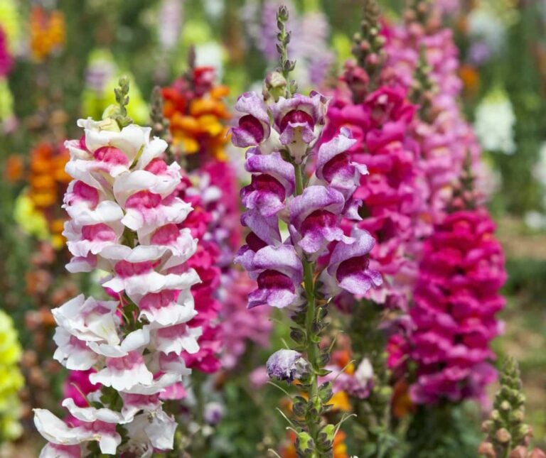 How to Plant Snapdragons - Minneopa Orchards