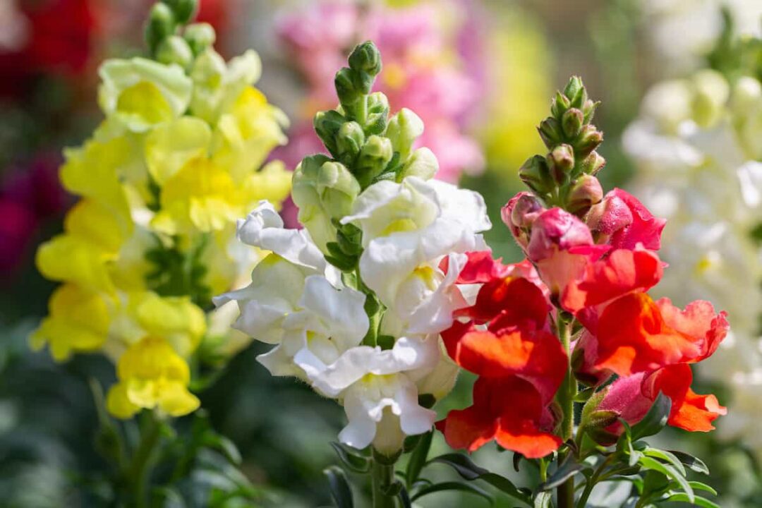 How to Plant Snapdragons - Minneopa Orchards