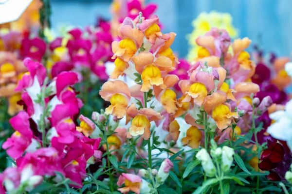How to Plant Snapdragons - Minneopa Orchards