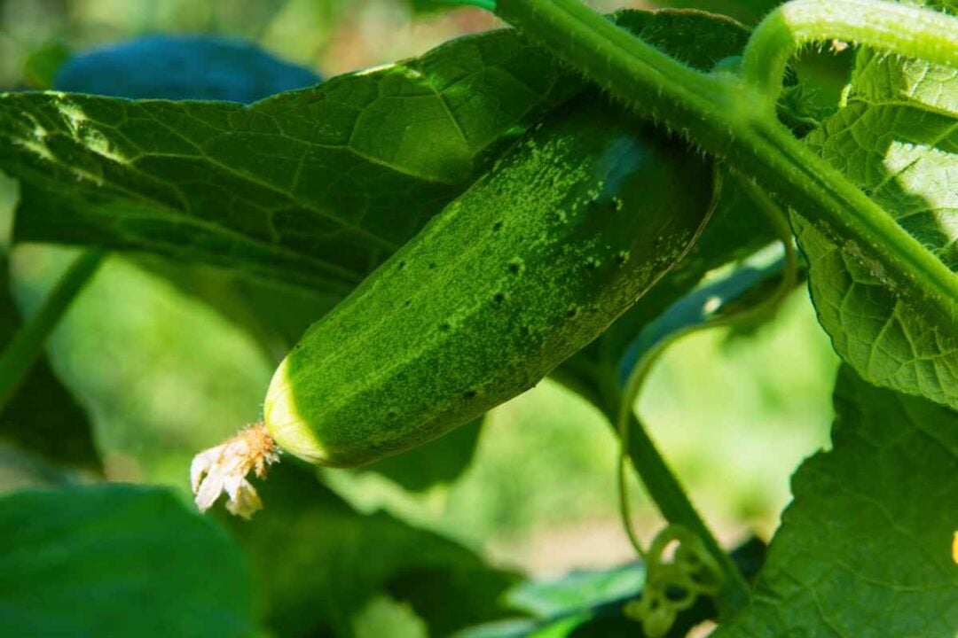 Spacemaster Cucumbers: the Best Cucumber Plant for Compact Spaces ...