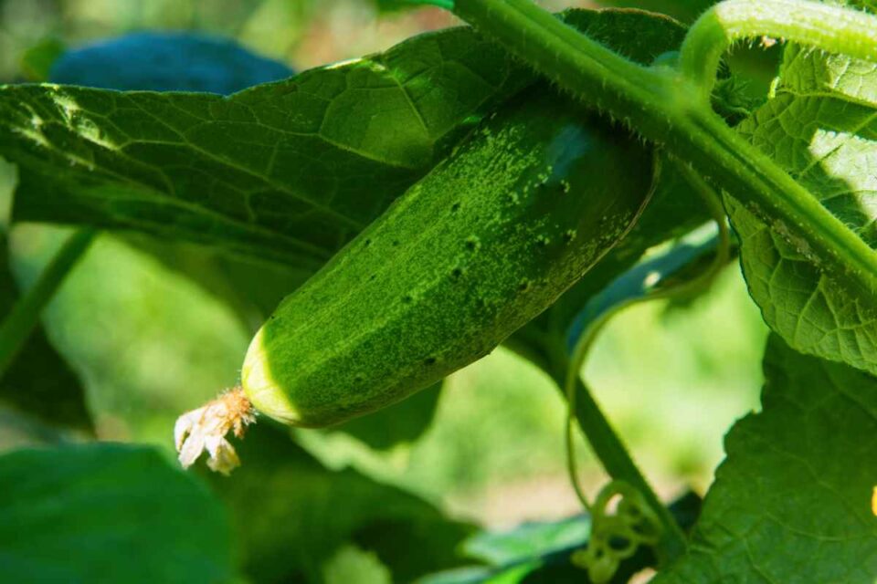 Spacemaster Cucumbers: the Best Cucumber Plant for Compact Spaces ...