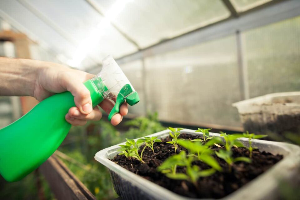 How to Fertilize Seedlings - Minneopa Orchards