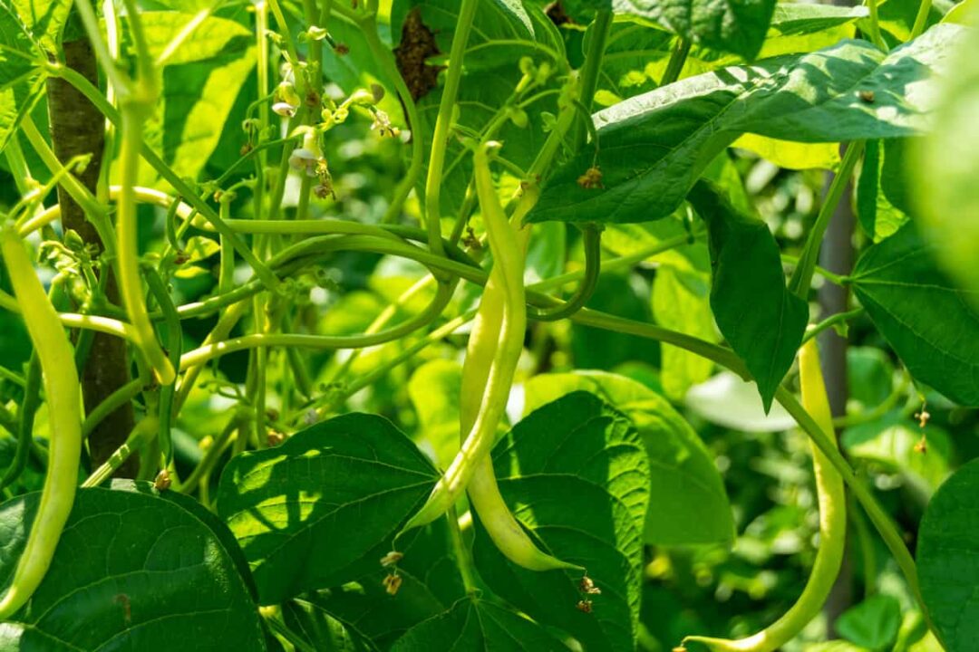 All About Pink Half Runner Beans - Minneopa Orchards