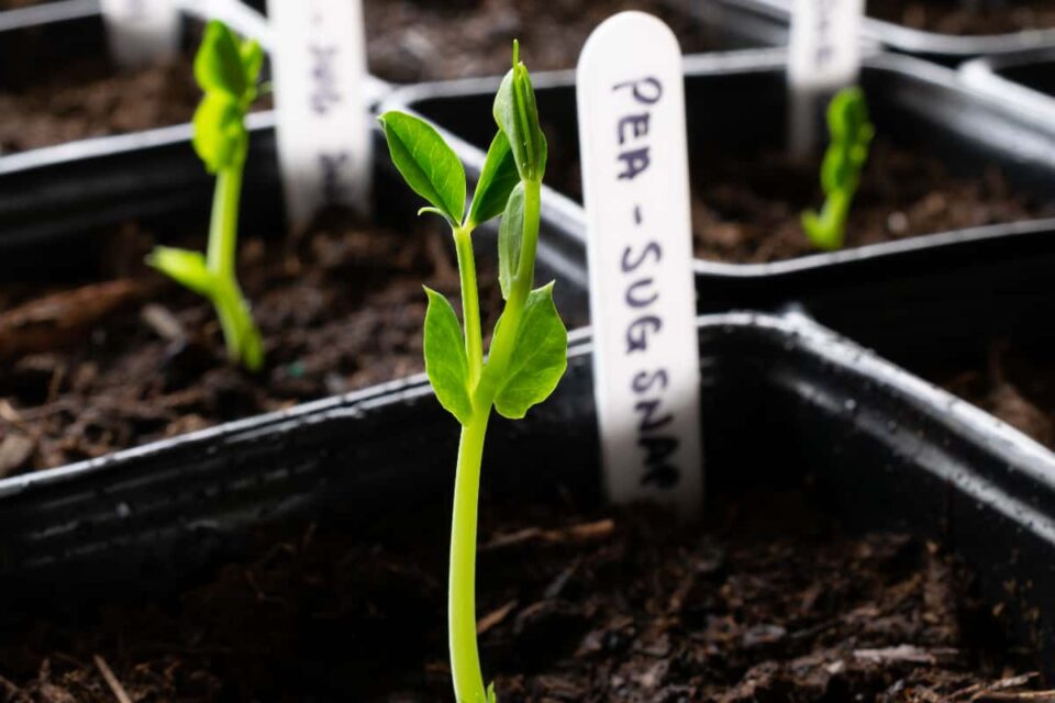 Starting Seeds Indoors: The Indoor Gardener's Guide - Minneopa Orchards