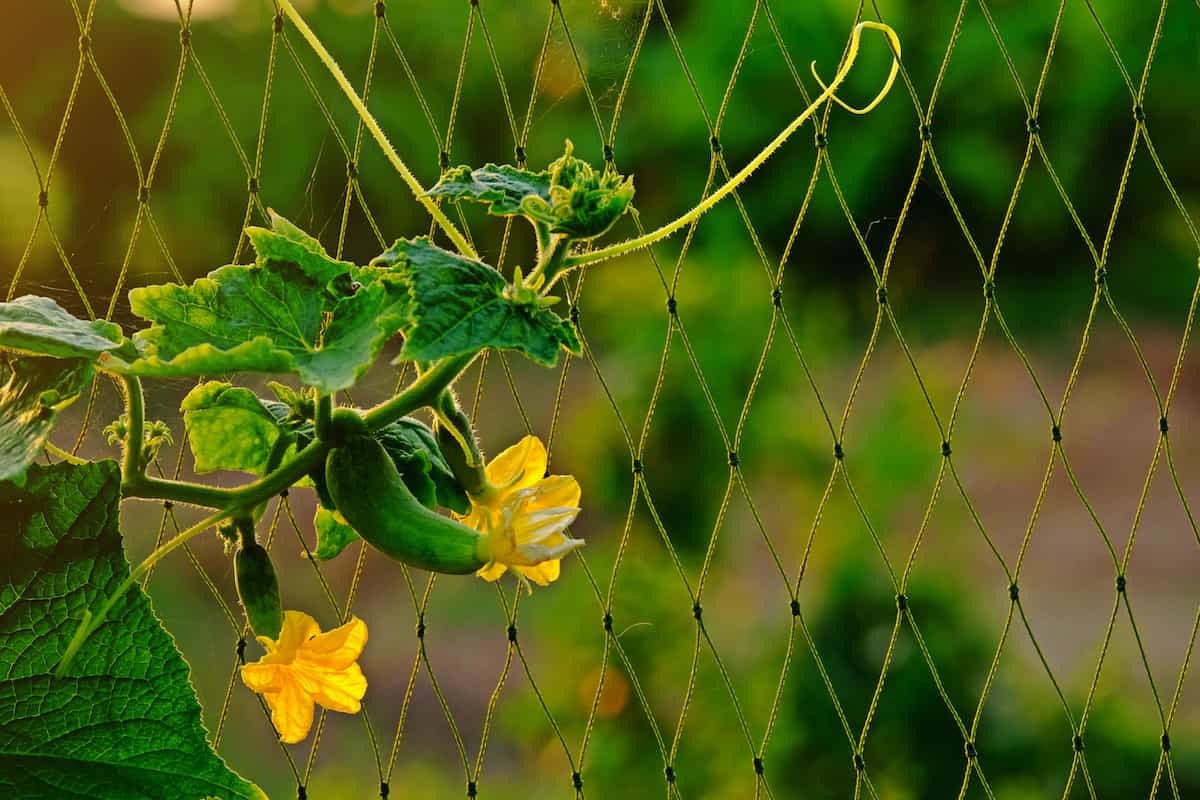 The 7 Cucumber Plant Stages - Minneopa Orchards