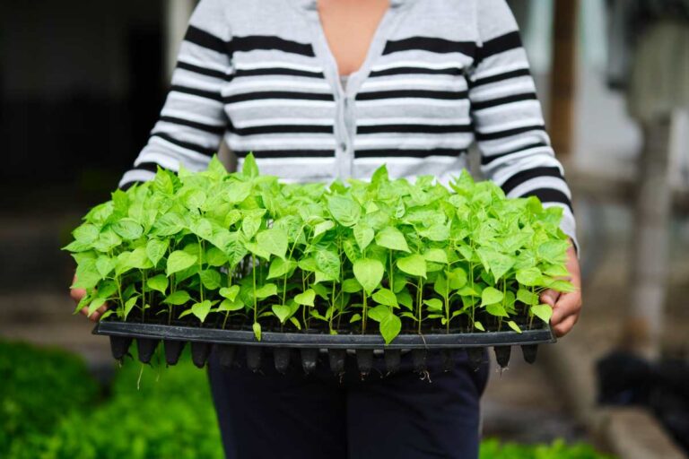 Tabasco Peppers: How to Plant, Grow, and Enjoy These Delicious Peppers ...