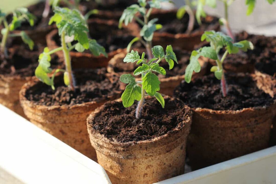 All About The Bountiful Homestead Tomato - Minneopa Orchards