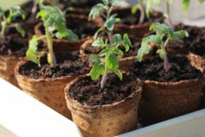 All About The Bountiful Homestead Tomato - Minneopa Orchards