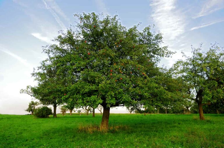 How to Choose the Best Apple Rootstock for Your Tree - Minneopa Orchards