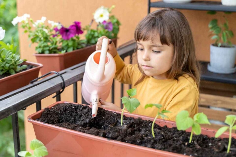 Spacemaster Cucumbers: the Best Cucumber Plant for Compact Spaces ...