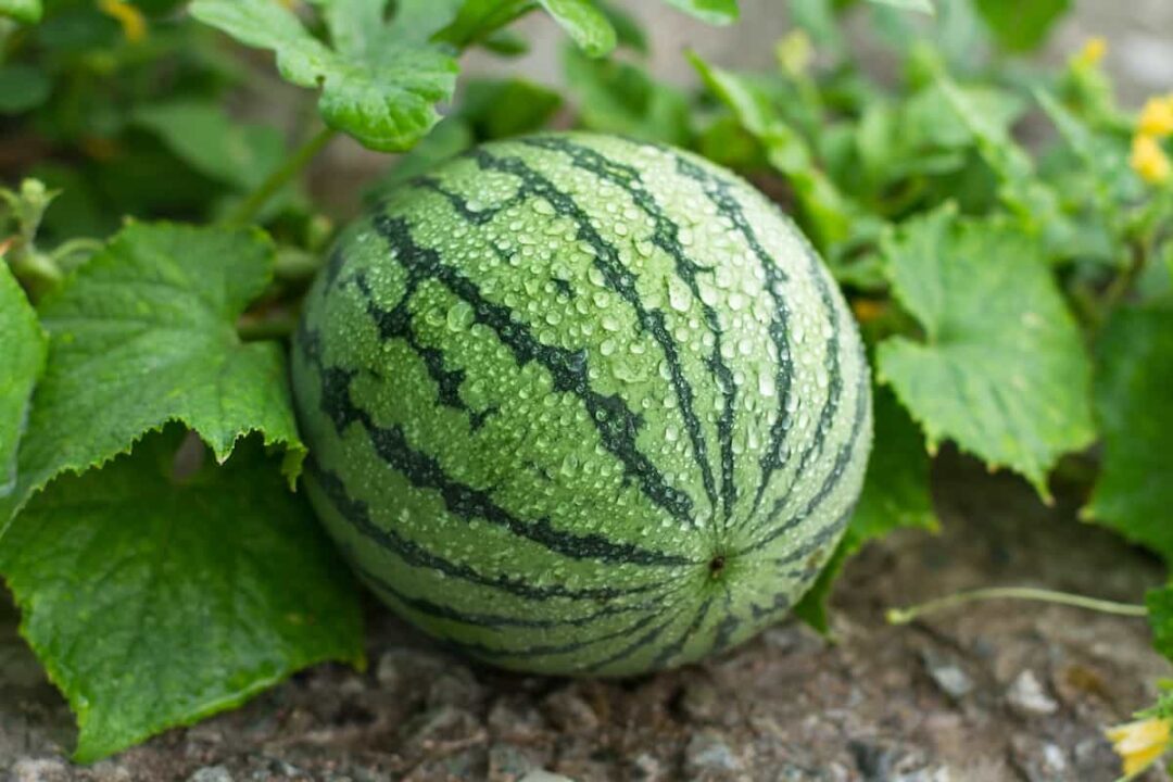 How to Plant Watermelon - Minneopa Orchards