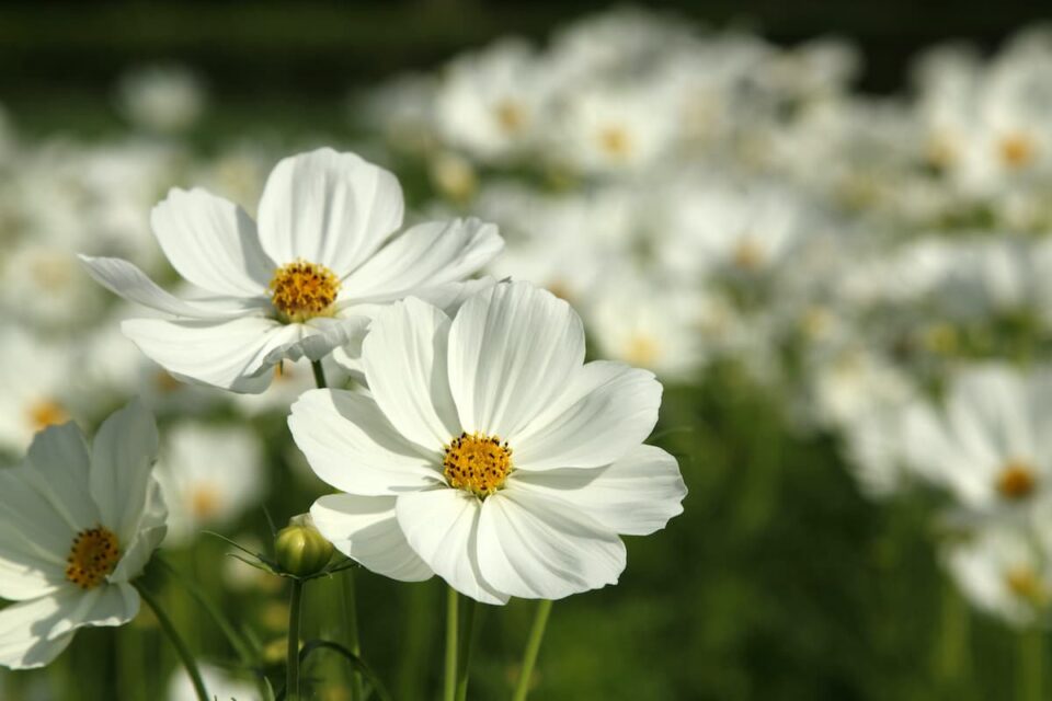 How to Plant Cosmos - Minneopa Orchards
