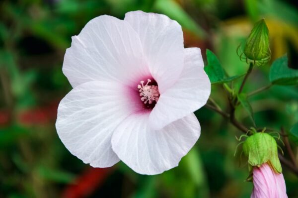How to Plant Hibiscus - Minneopa Orchards
