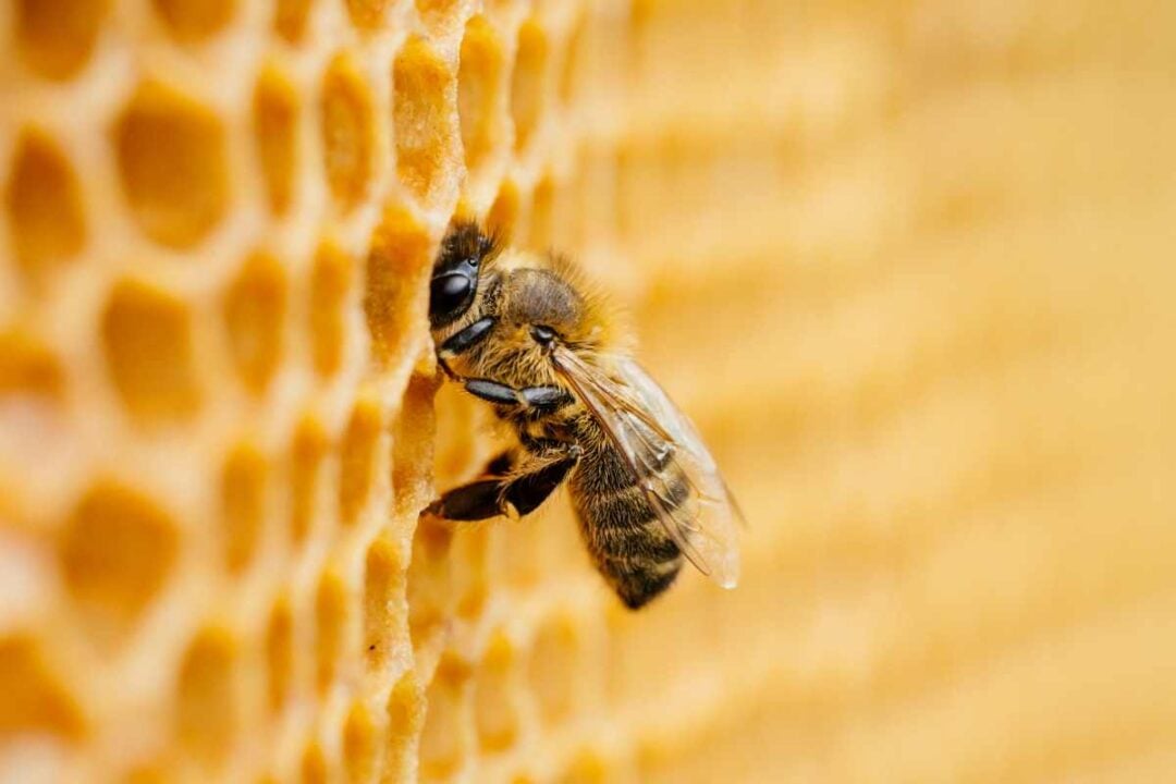 Bees - Minneopa Orchards