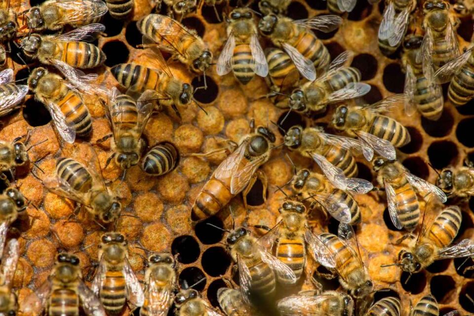 Natural Beekeeping 101 - Minneopa Orchards