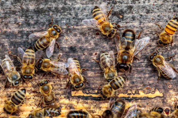 Drone Bees: The Largest Members of the Hive - Minneopa Orchards